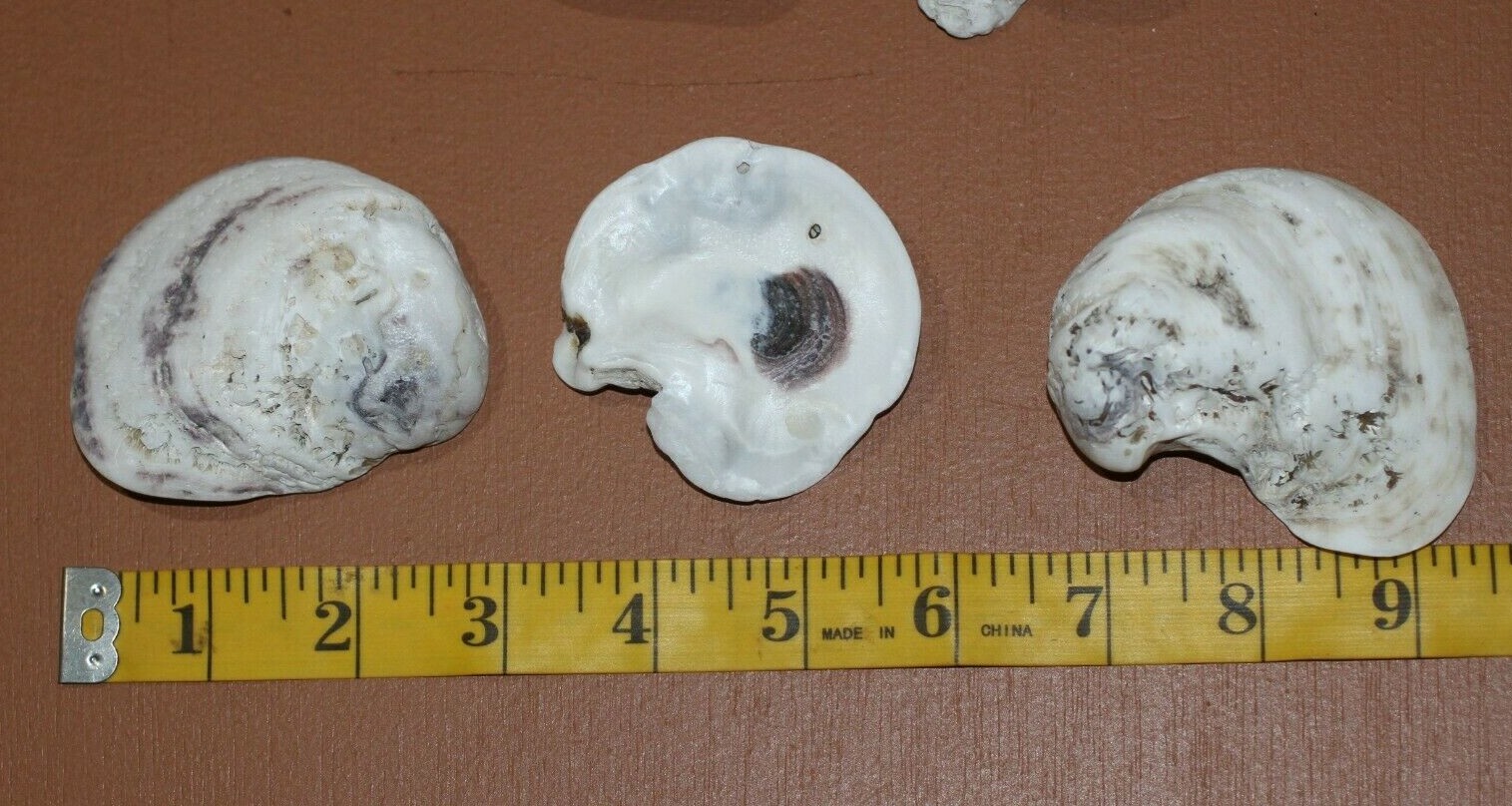 Small Tumbled Oyster Shells Smooth Surface for Crafts, 1" to 3", Oyster ...