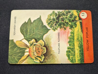 1962 Ed-U-Cards Tree Spotter Game Card # 13 Yellow Popular (NM) | eBay