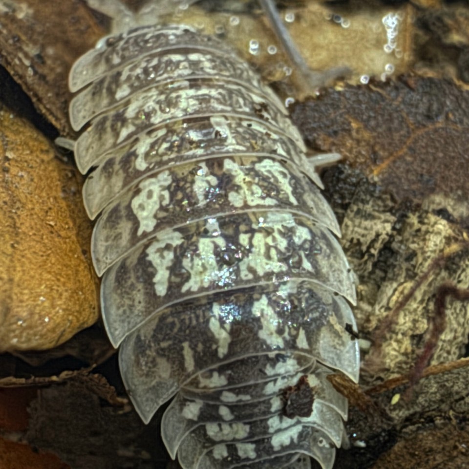 Isopod Factory 12+ Porcellio Haasi Bright Titan Isopods Bioactive Clean ...
