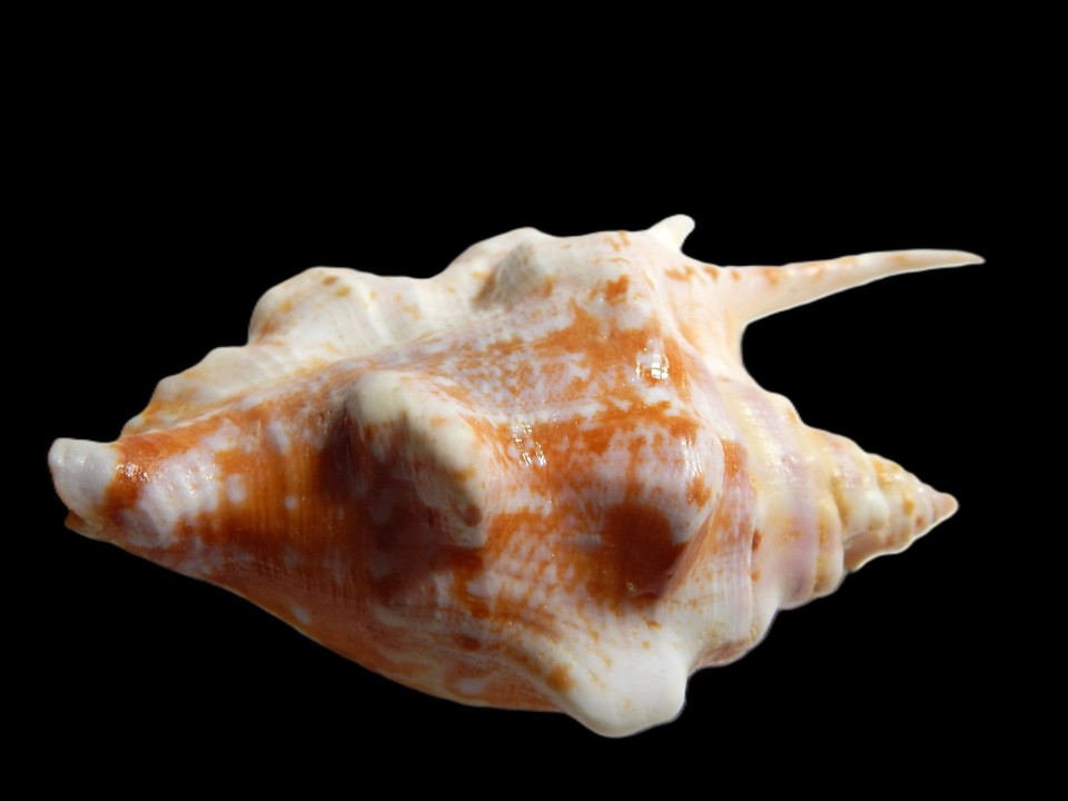 Strombus Taurus Shell 97.58 mm Large with operculum from Guam #6B | eBay