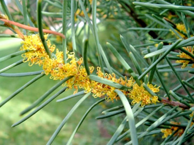 5 X LEMON FLOWERED HAKEA SEEDS,STUNNING NATIVE GARDEN SHRUB,DROUGHT ...