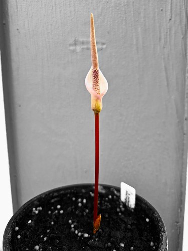 Amorphophallus saururus AGA Gothic Dark Flowering 3YO Rare Aroid Exotic ...