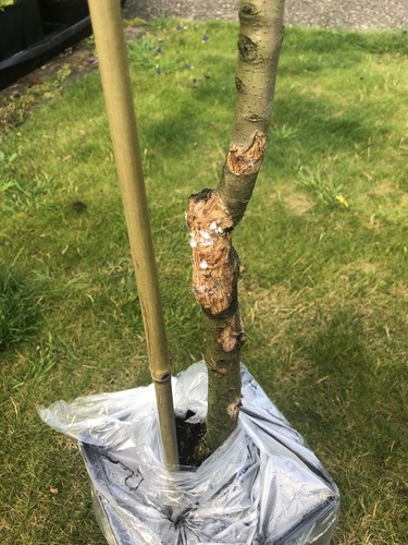 Malus Appletini Mini Apple Tree in a 13cm Pot. for sale online | eBay