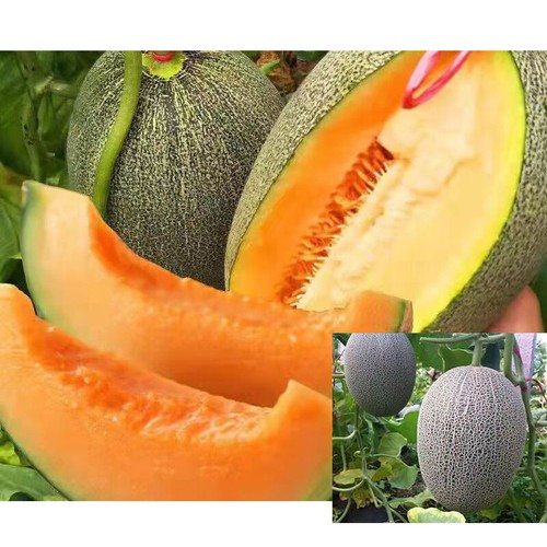 ROCKMELON Heirloom Mix 80 Seeds Cantaloupe SWEET MELON vegetable spring ...