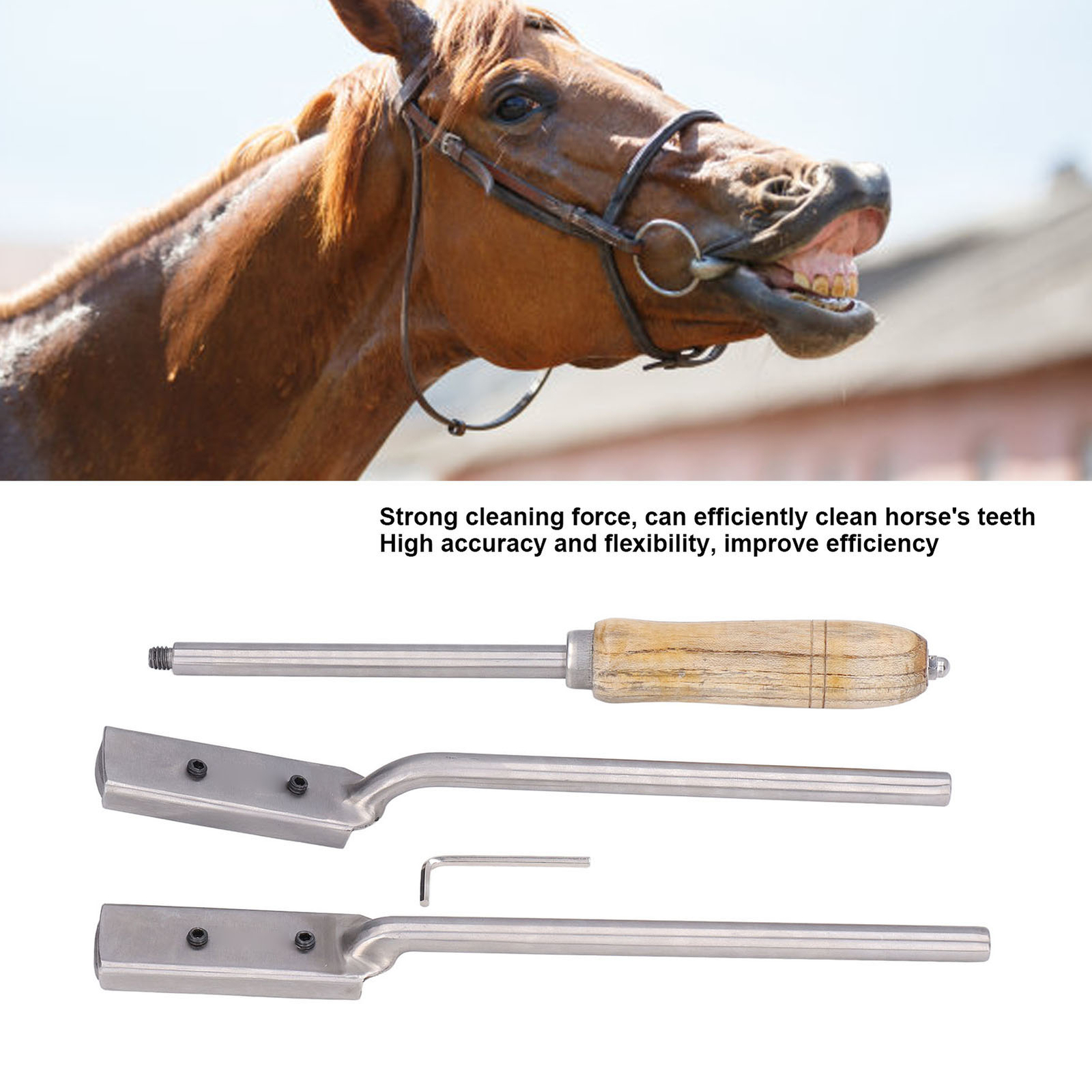 Clean Horse Teeth