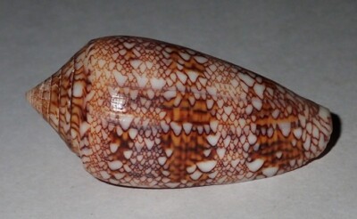 48 mm GREAT PATTERN Conus Textile f. Ponderosa Cone Seashell From ...