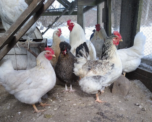 12+ Organic Chicken hatching eggs (flock mix), Farm Fresh | eBay