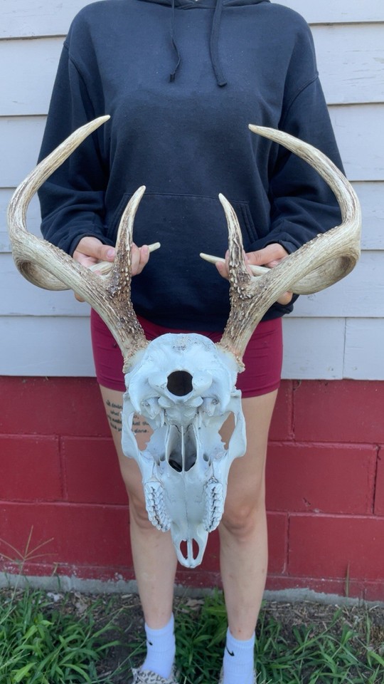 Wild Iowa 6 Point Whitetail Deer Antlers Skull | eBay