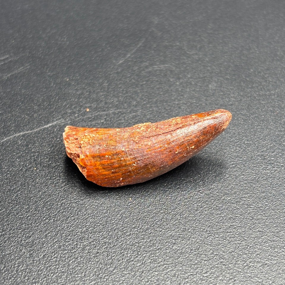 Spinosaurus aegyptiacus tooth – 3.5 cm premax – Cretaceous Morocco fossil | eBay