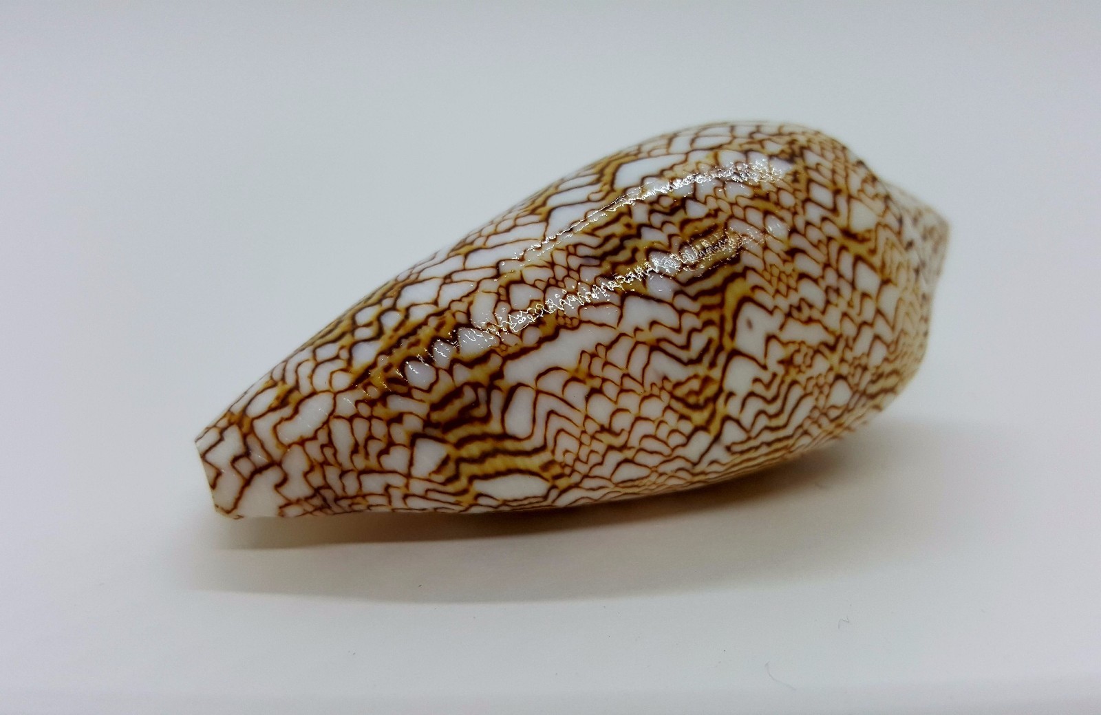 Cylinder textile forma scriptus FAKE Shell Shellfish Seashell Sea ...