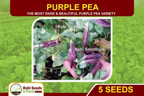 Purple Pea - The Most Rare & Beautiful Purple Pea Variety - 5 Seeds ...