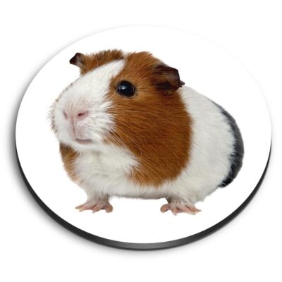 1x Round Fridge MDF Magnet Guinea Pig Rodent Animal #59734 | eBay UK