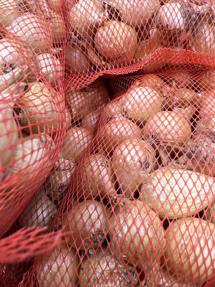 25 Super Sweet Candy Onion Sets Bulb Vidalia Yellow | eBay