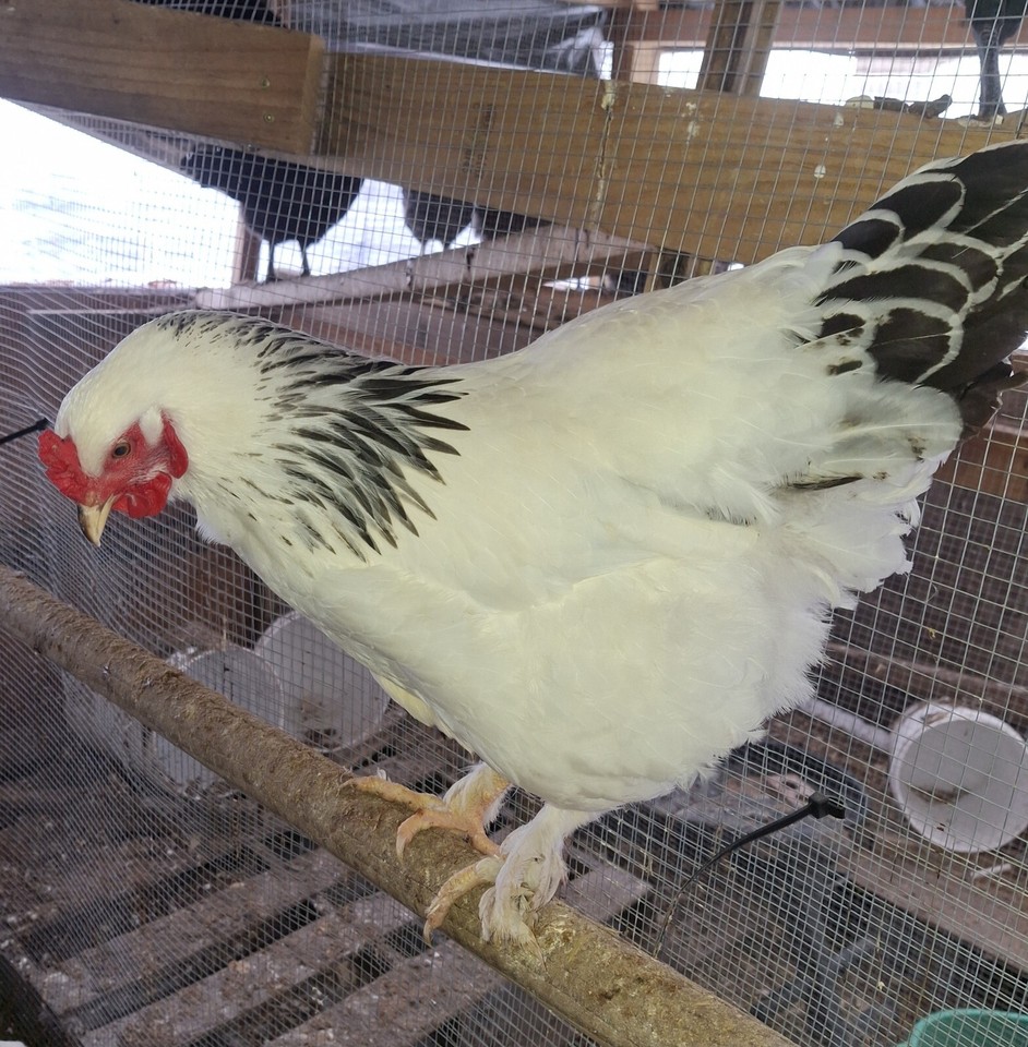 6 The King Of Chickens Pure Bred Colombian Brahma Hatching Eggs, Npip ...