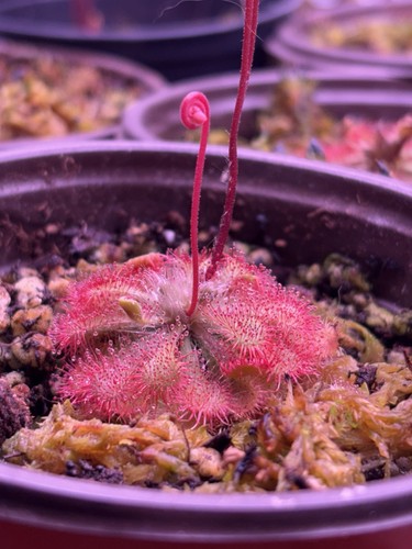 Live Drosera Spatulata Sundew Carnivorous Fungus Gnat Eating Perennial ...