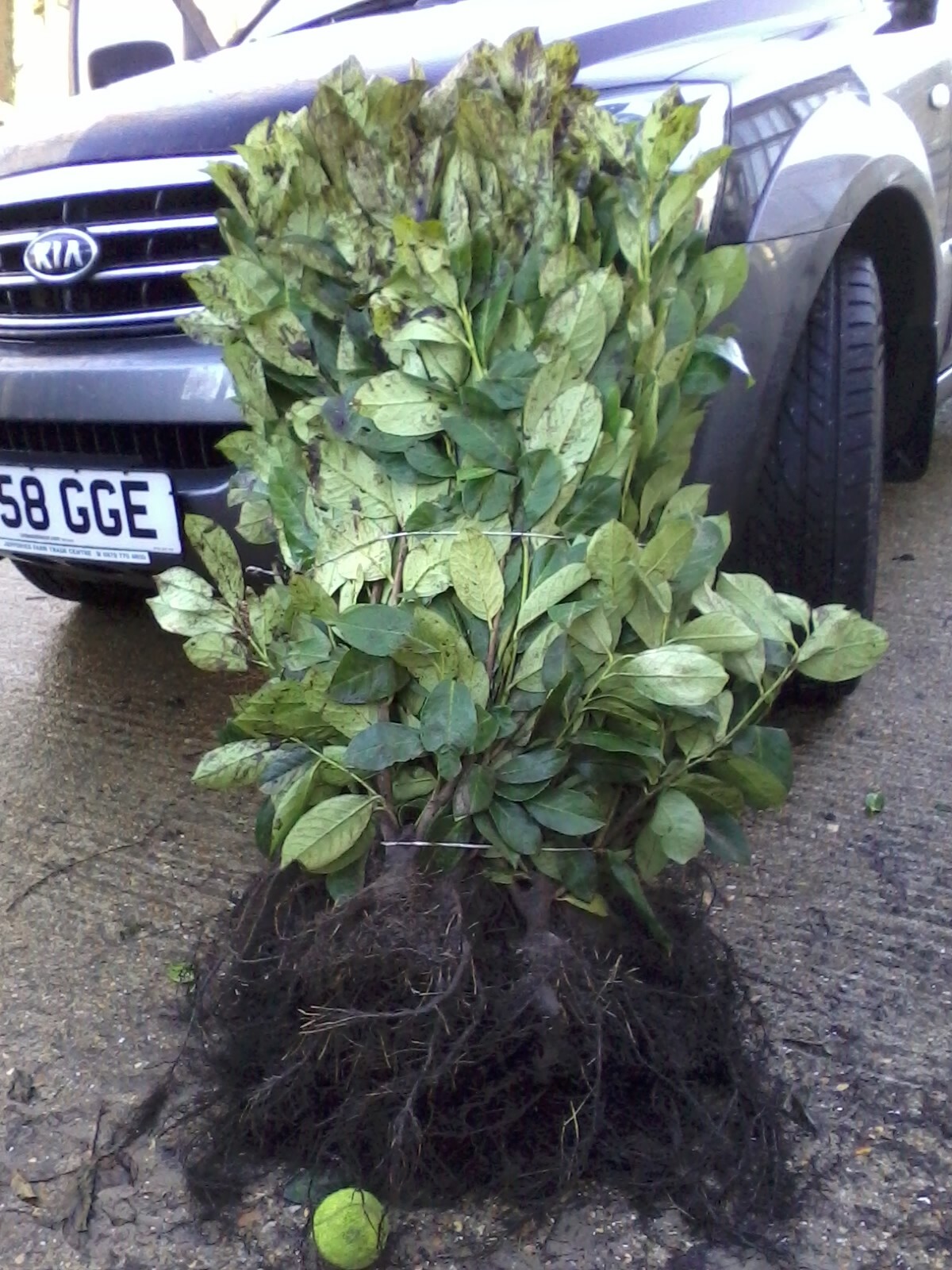 10 x Cherry Laurel 4ft+ tall Evergreen bare root hedge plants - now ...