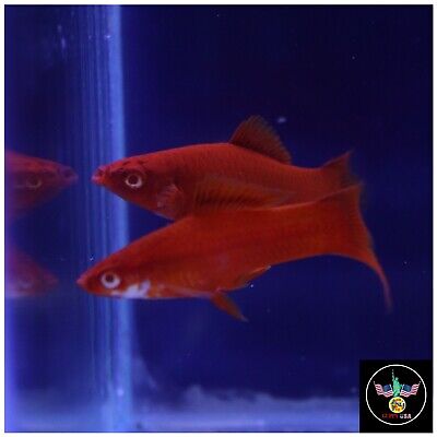 - 1 Pair - Red-Eye Red Swordtail! Top Grade A+++ Swordfish Fish! - | eBay