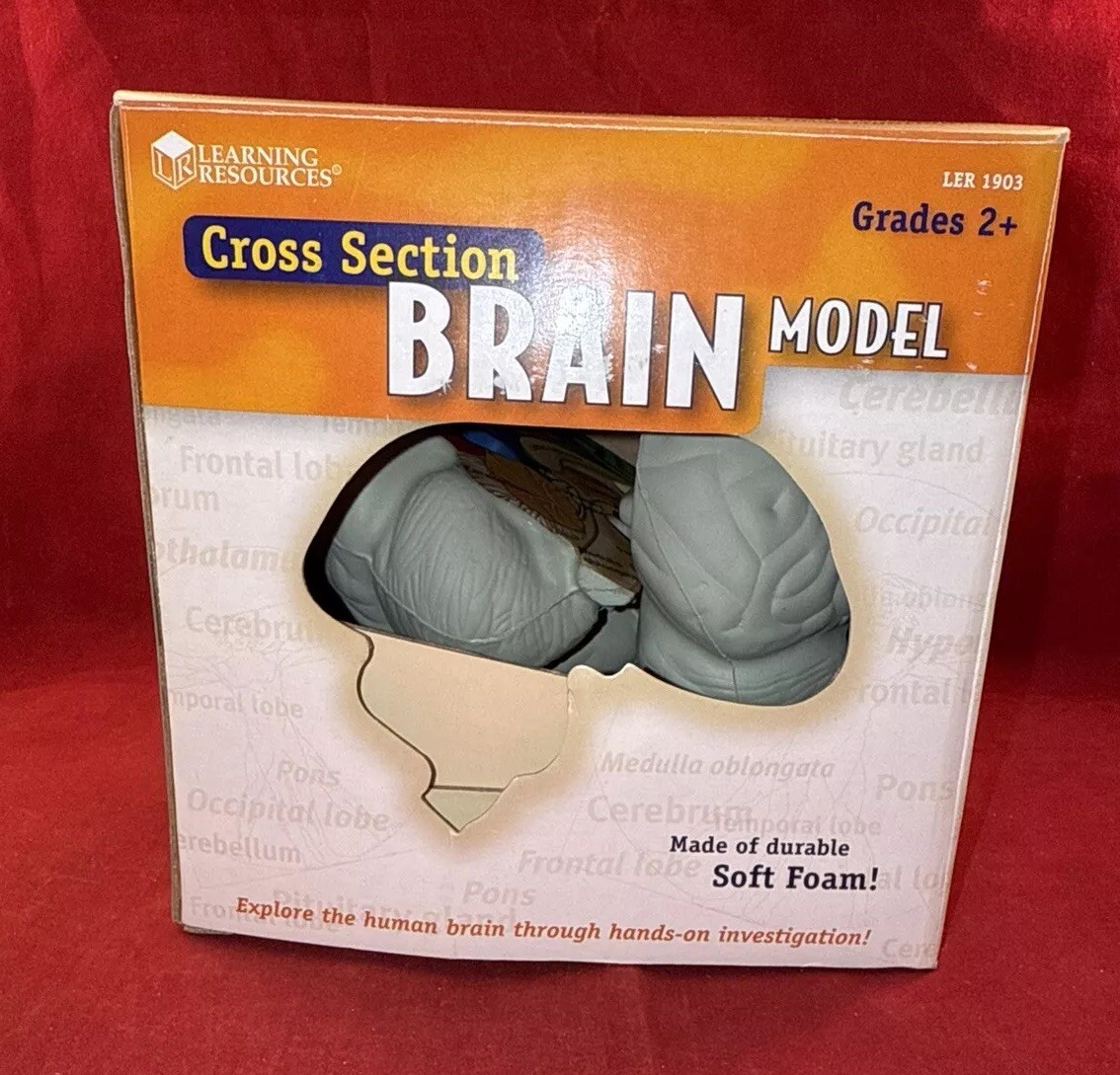 Cross Section Brain Model Learning Resources Cross-Section Brain Model ...