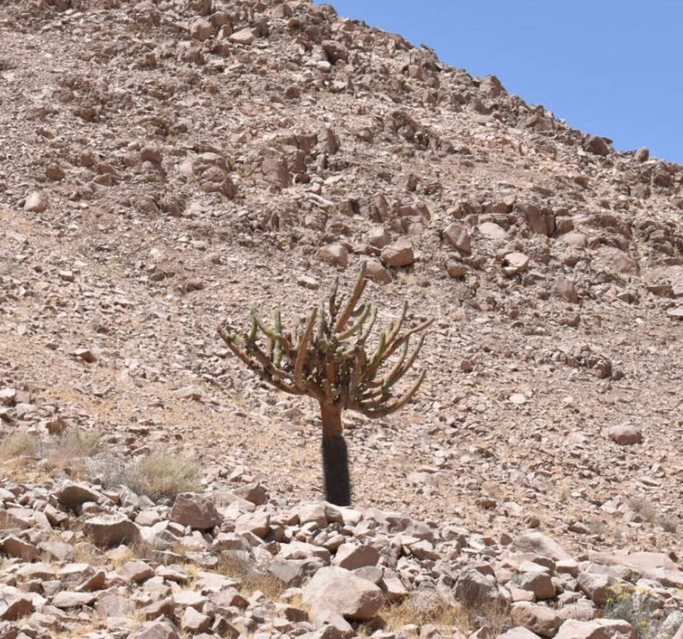 Browningia candelaris SEEDS - rare chilenian cactus | eBay