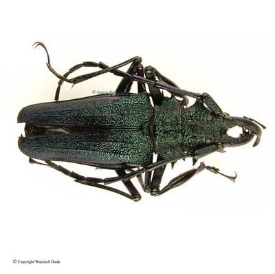 Psalidognathus sp, beautiful! Great colors, 62mm, Peru, A1/A- | eBay