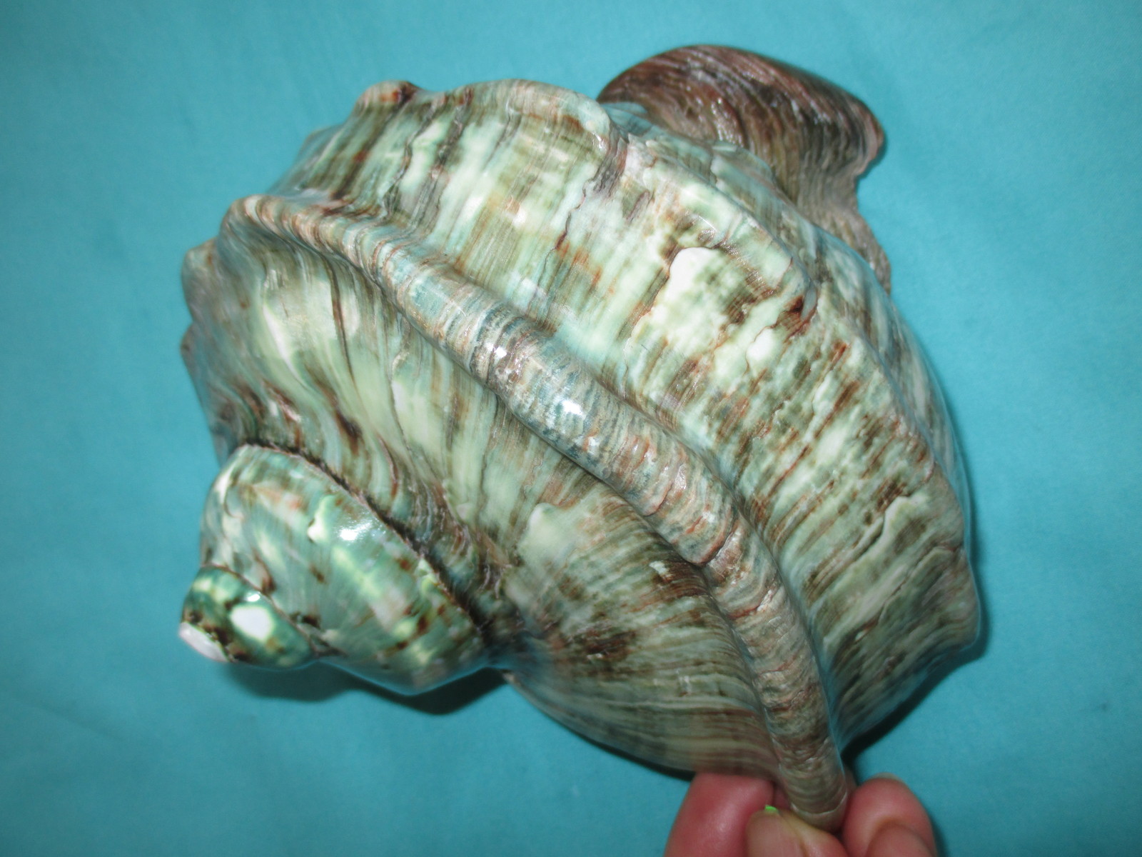 Turbo marmoratus-Green Turban, 152mm lang-poliert | eBay