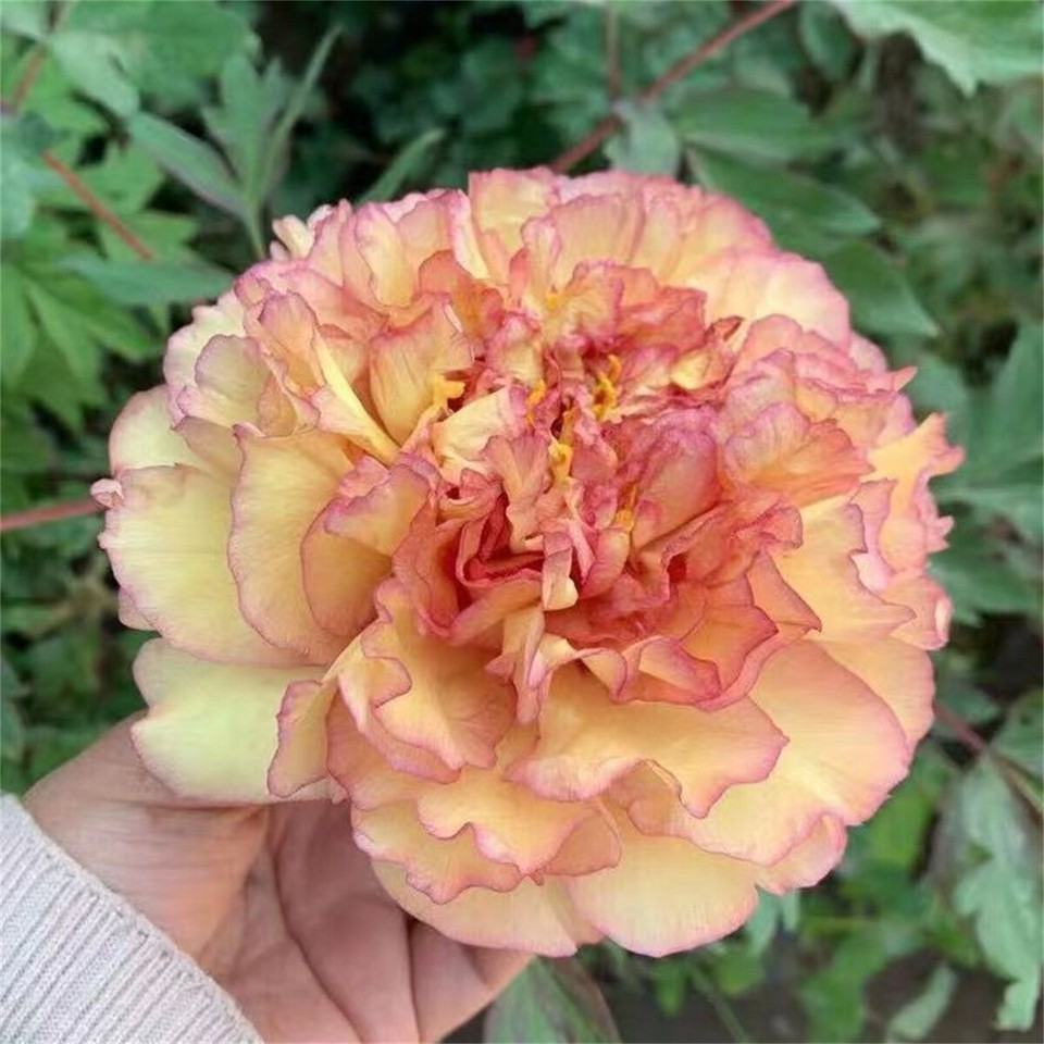 1 Pack 50 Peony Seeds Colorful Peony Paeonia Lactiflora Garden Flowers ...