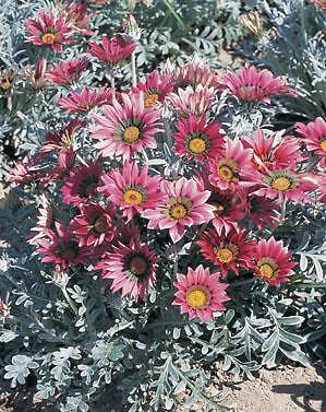 Gazania Talent Rose Shades 250 seeds | eBay