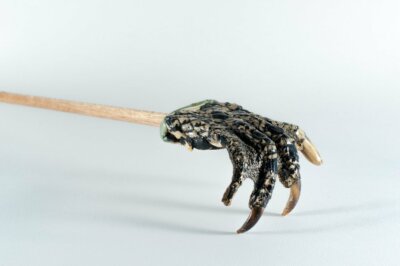 Alligator Paw Back Scratcher Swamp People gator New Orleans new Hand ...