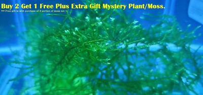 Christmas Moss Aquarium Moss/Plant BUY 2 GET 1 FREE Vesicularia ...