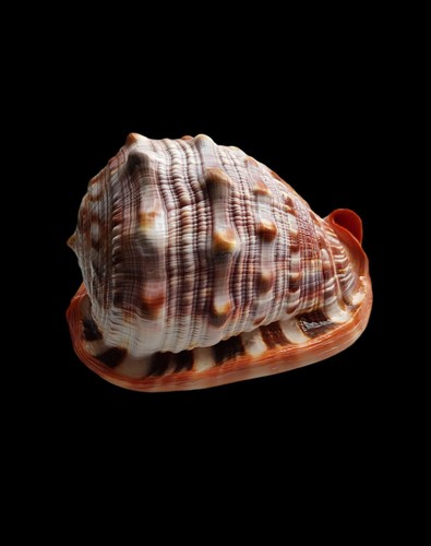 SHELL CONCHIGLIA CASSIS RUFA mm.160 beautiful color MADAGASCAR | eBay