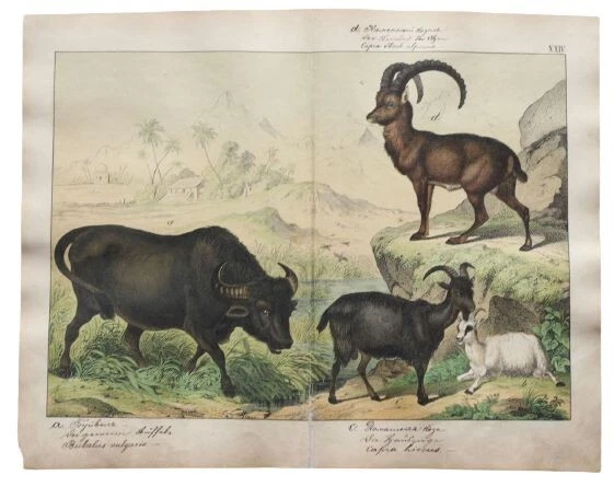 Chamois Colored Goat