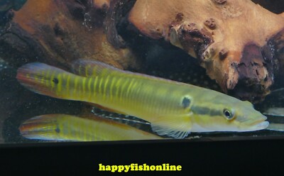 ZEBRA PIKE CICHLID (C. zebrina) FANTASTIC LITTLE BABY PIKE! WC LIVE ...