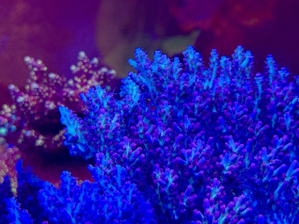 Strawberry Shortcake Acro - Live Coral Frag SPS/Acropora | eBay