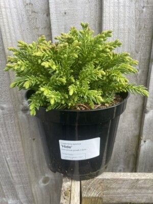 Japanese Red Cedar 'Hide' 🌲 Cryptomeria japonica Confier Tree 🇬🇧 UK ...