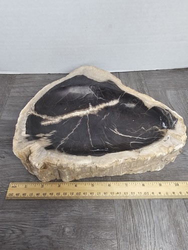Natural Beauty! Petrified Wood Trinket Dish/Bowl/Cigar Ashtray Fossils ...