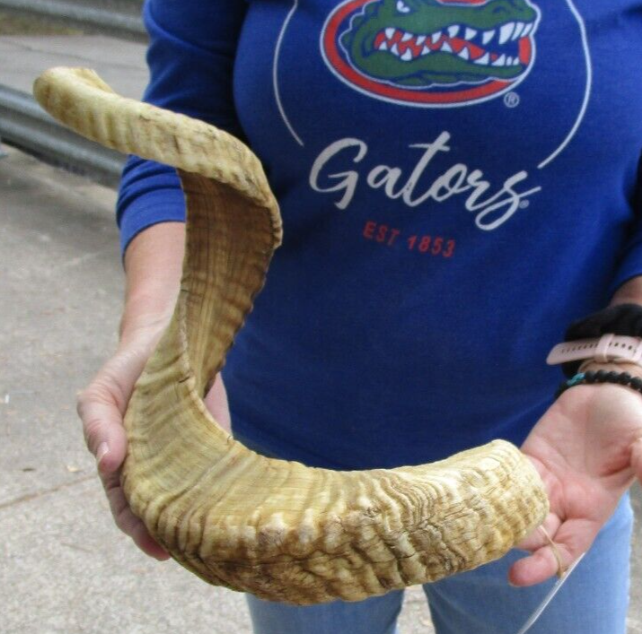 31 inch Sheep horn for horn carving taxidermy to make shofar #48786 | eBay