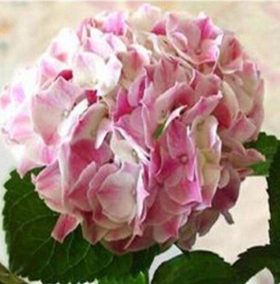 20 EXOTIC RARE HYDRANGEA SEEDS for garden bloom flower bed plant bush ...