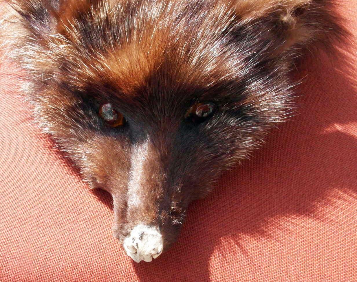 VINTAGE SILVER FOX FULL BODY WRAP WITH HEAD, ALL LEGS AND GLASS EYES | eBay