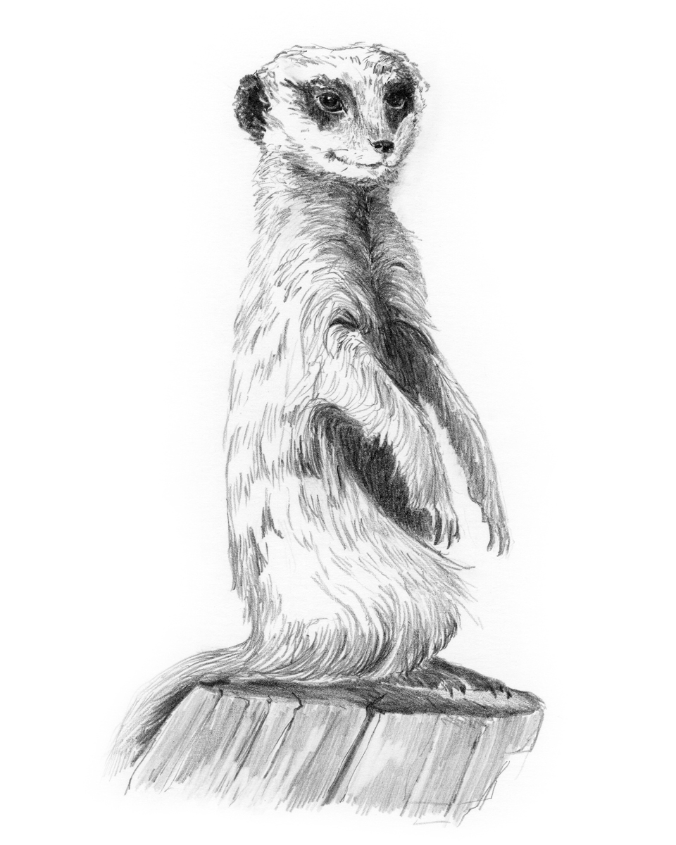 Wild Animal Drawings In Pencil