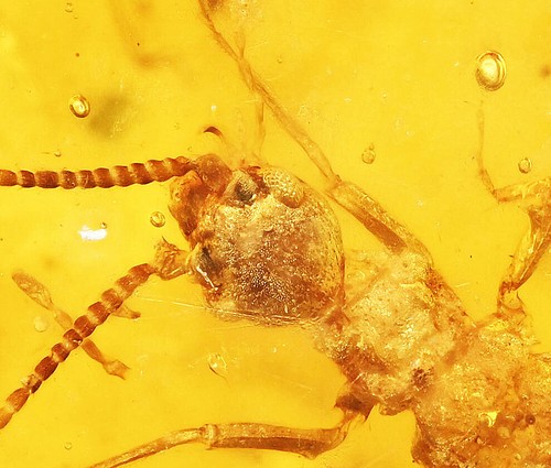 Scarce Phasmatodea (Walking Stick), Fossil inclusion in Burmese Amber ...