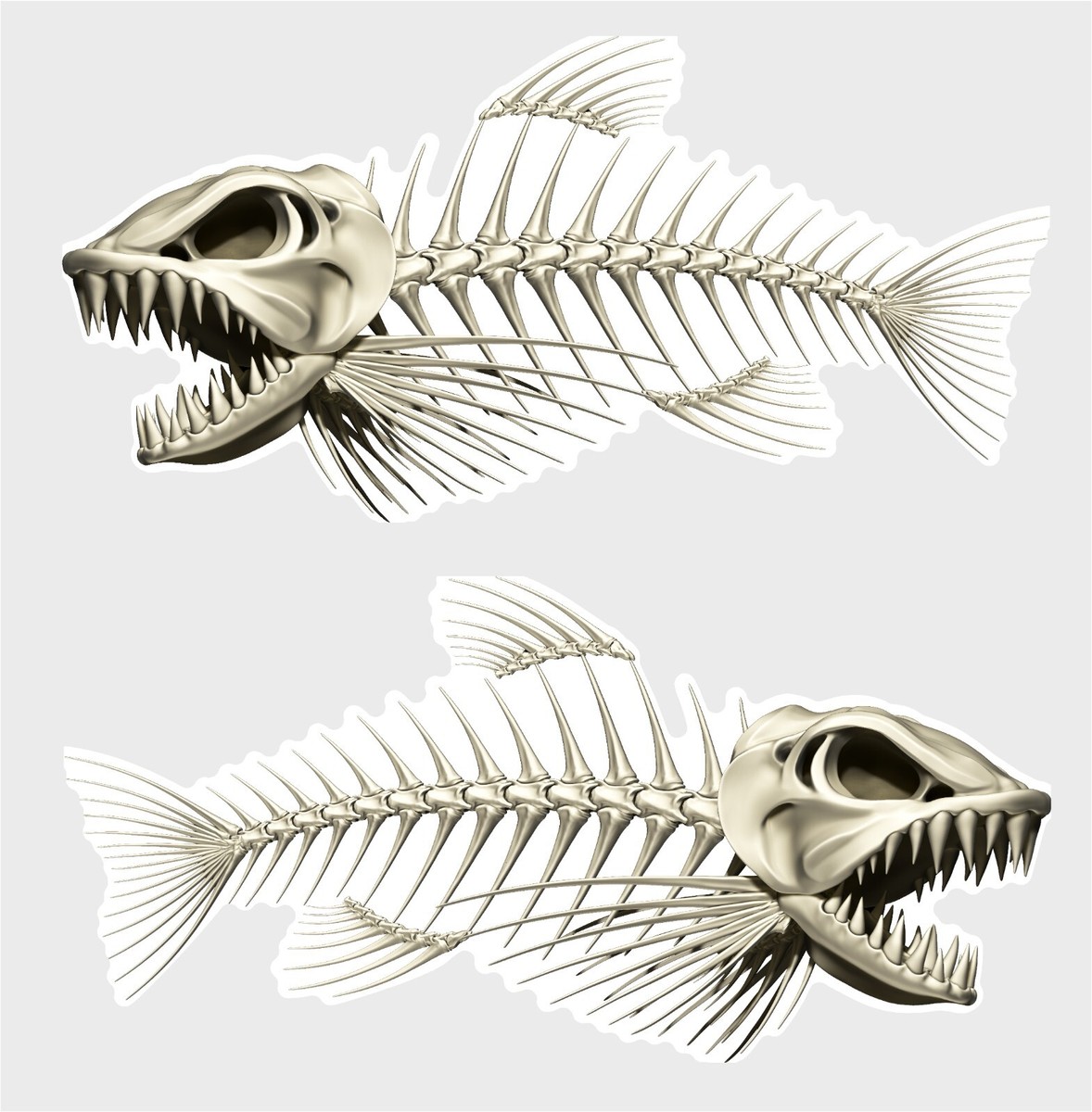 Bonefish Skeleton