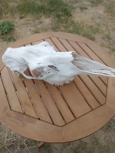 Real Cow Moose Skull - 24” Nature Cleaned, Naturally Deceased, Alces ...