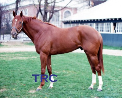 SECRETARIAT - GORGEOUS ORIGINAL 1972 BELMONT PARK 8X10 CONFORMATION ...