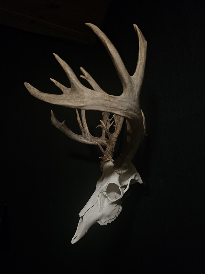 HUGE 180" Whitetail Deer Shed Antlers Skull 23 Point Buck! Wedding ...