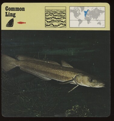 Common Ling Safari Cards Rencontre Fish | eBay