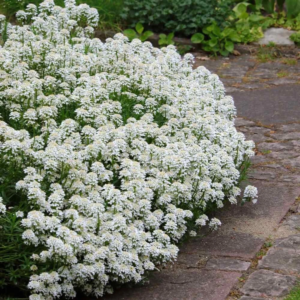 Iberis Sempervirens Snowflake