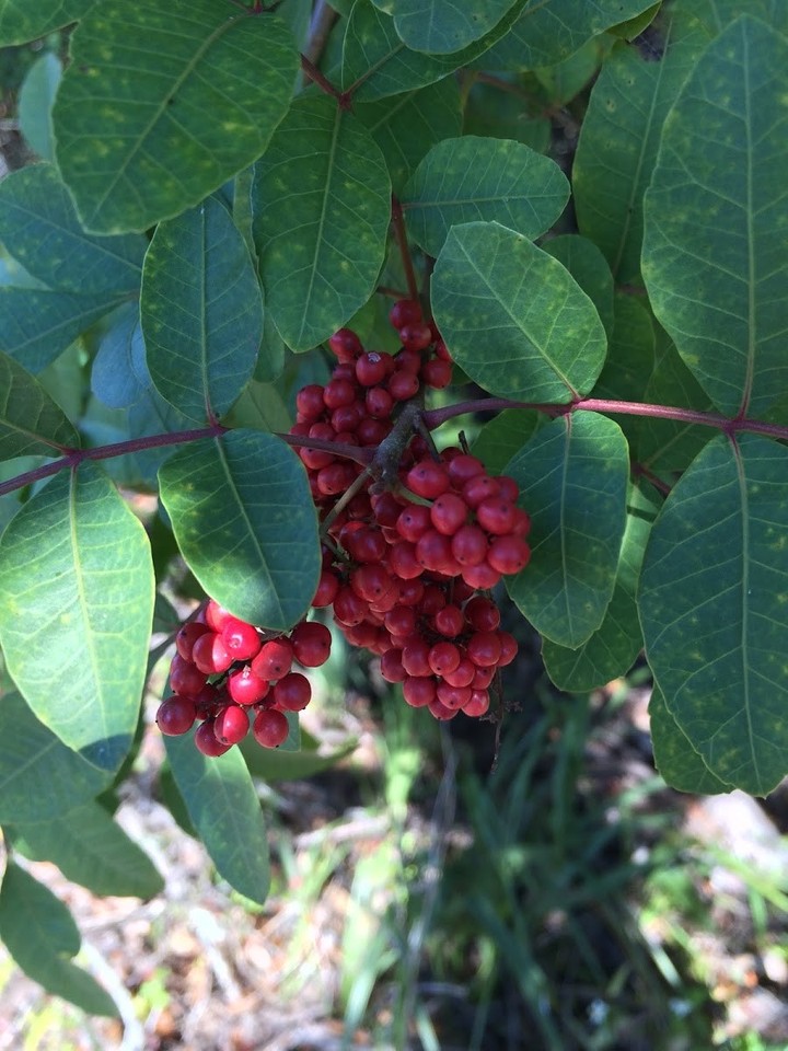 Coral Ardisia (Ardisia humilis) 20 Seeds | eBay