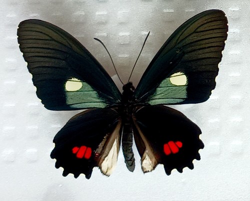 LOT OF 10 PAPILIONIDAE PARIDES ERLACES WINGS CLOSED | eBay