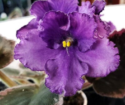 African Violet * Apache Maiden | eBay