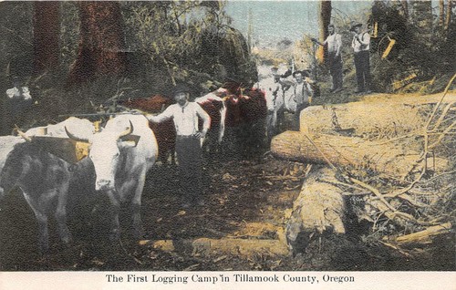THE FIRST LOGGING CAMP IN TILLAMOOK OREGON OXEN & MEN AT WORK POSTCARD ...
